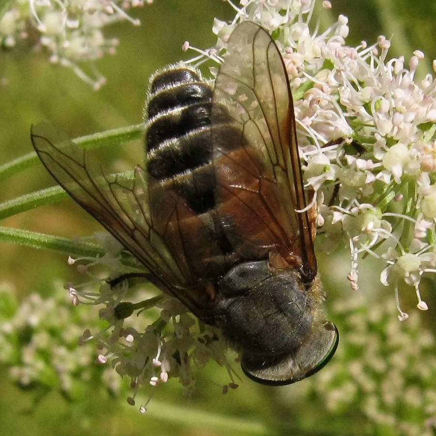 Insetti volanti - Cleaning Community